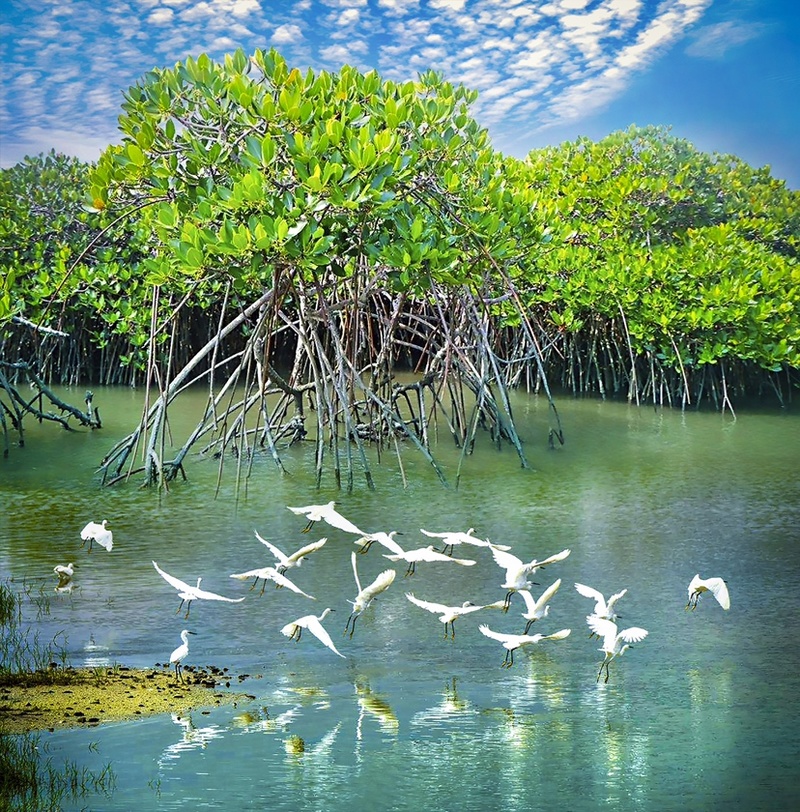 深圳全面建立四级林长体系 1772名林长为特区擦亮蓝绿底色